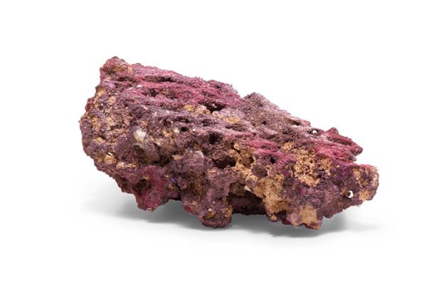 Carib Sea Life Rock Original - Swiss Reef Alliance